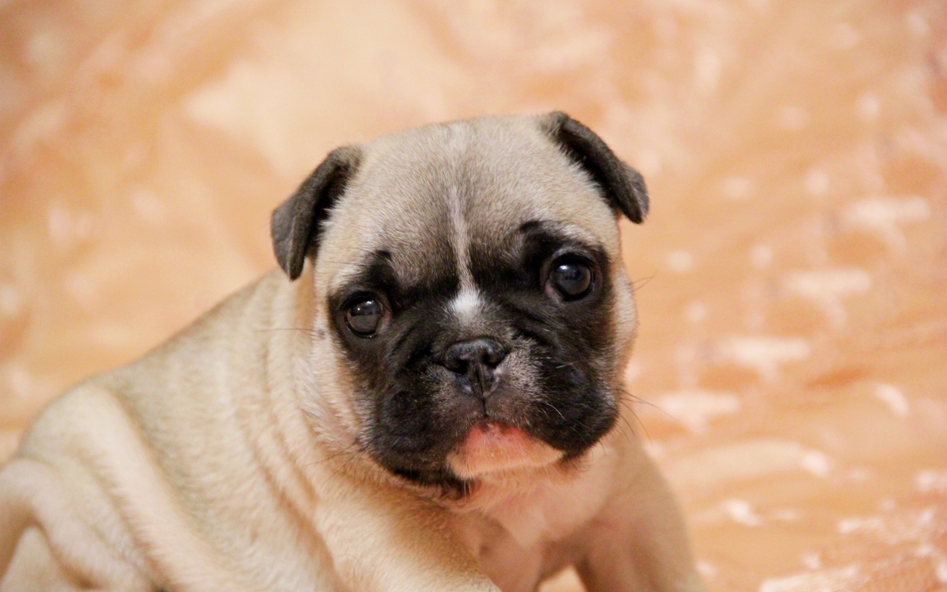 Cute Pug HD Wallpaper: Adorable Companion in Focus