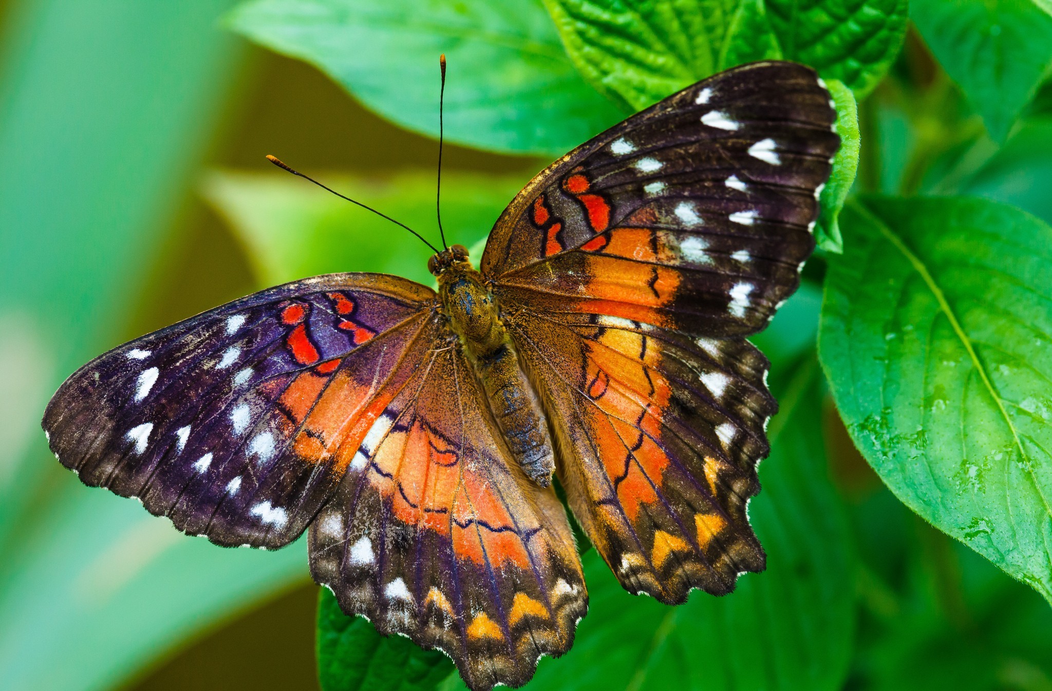 Download Animal Butterfly HD Wallpaper