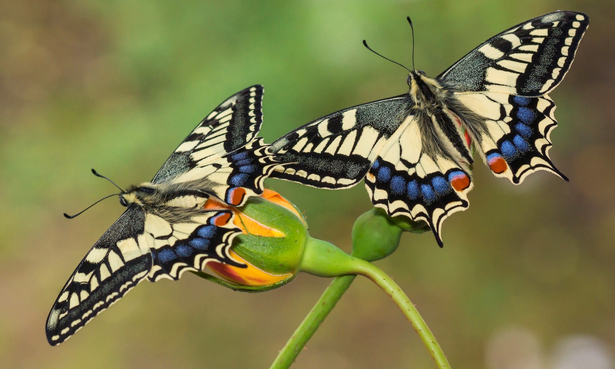 Download Animal Butterfly HD Wallpaper