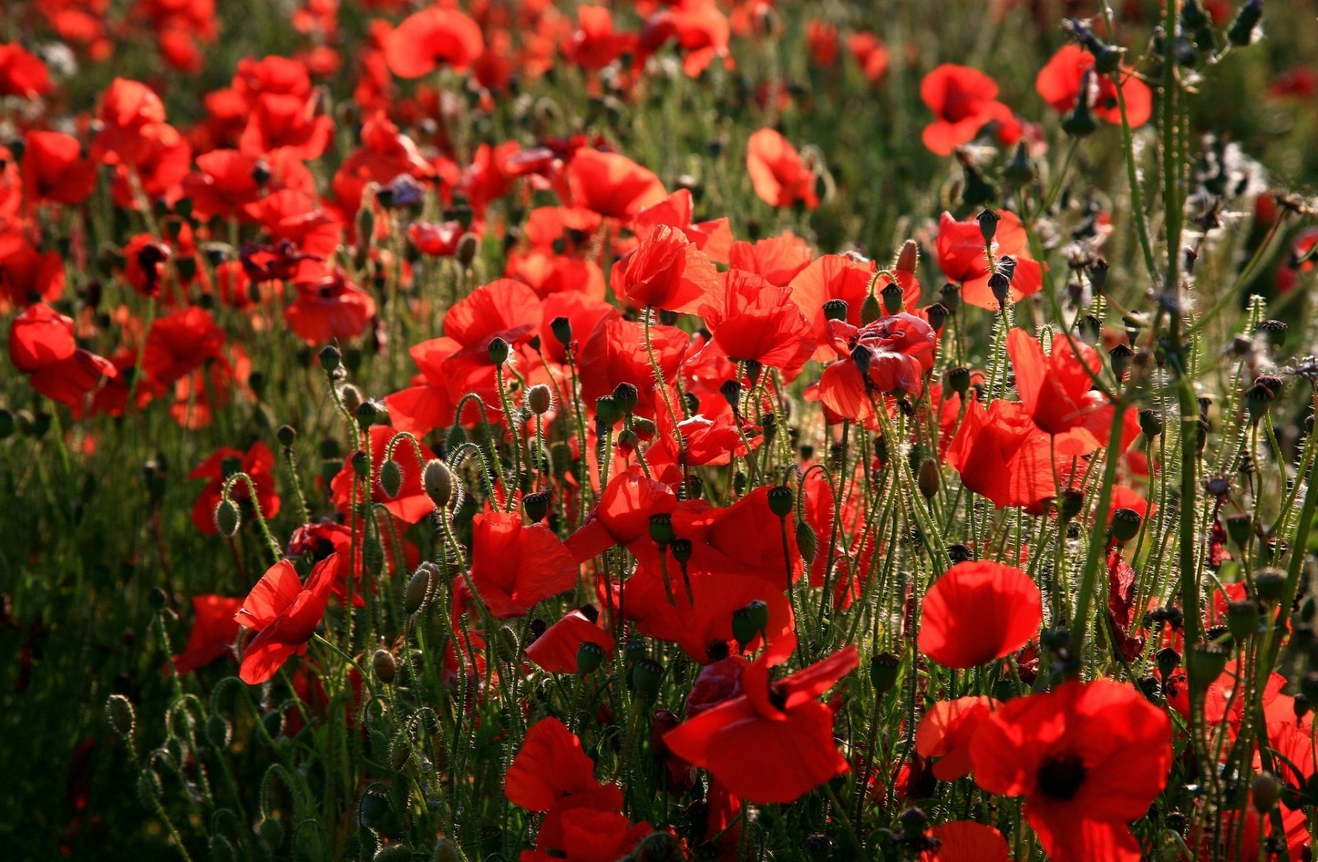 Download Nature Poppy HD Wallpaper | 2048x1340 | Wallpaper Abyss