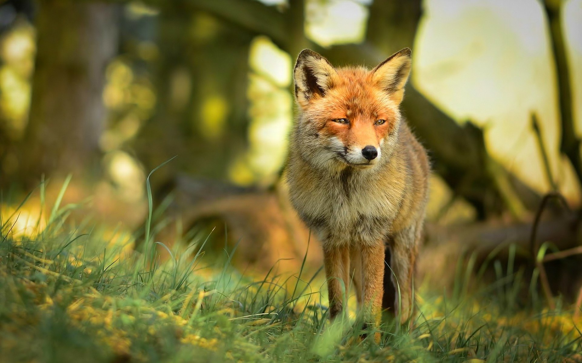 Download Animal Fox HD Wallpaper | 1920x1200 | Wallpaper Abyss
