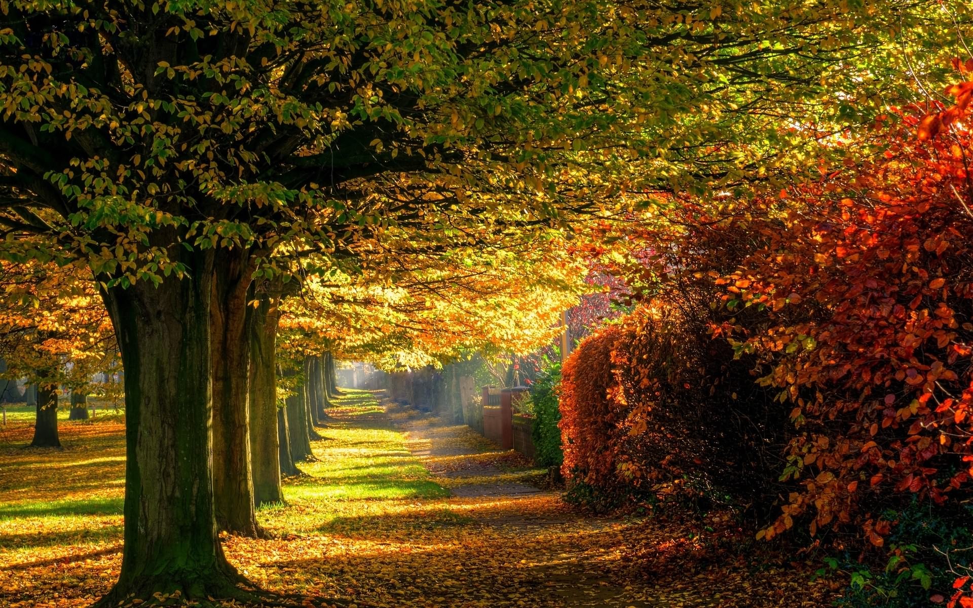 Golden Autumn Pathway – HD Nature Fall Wallpaper