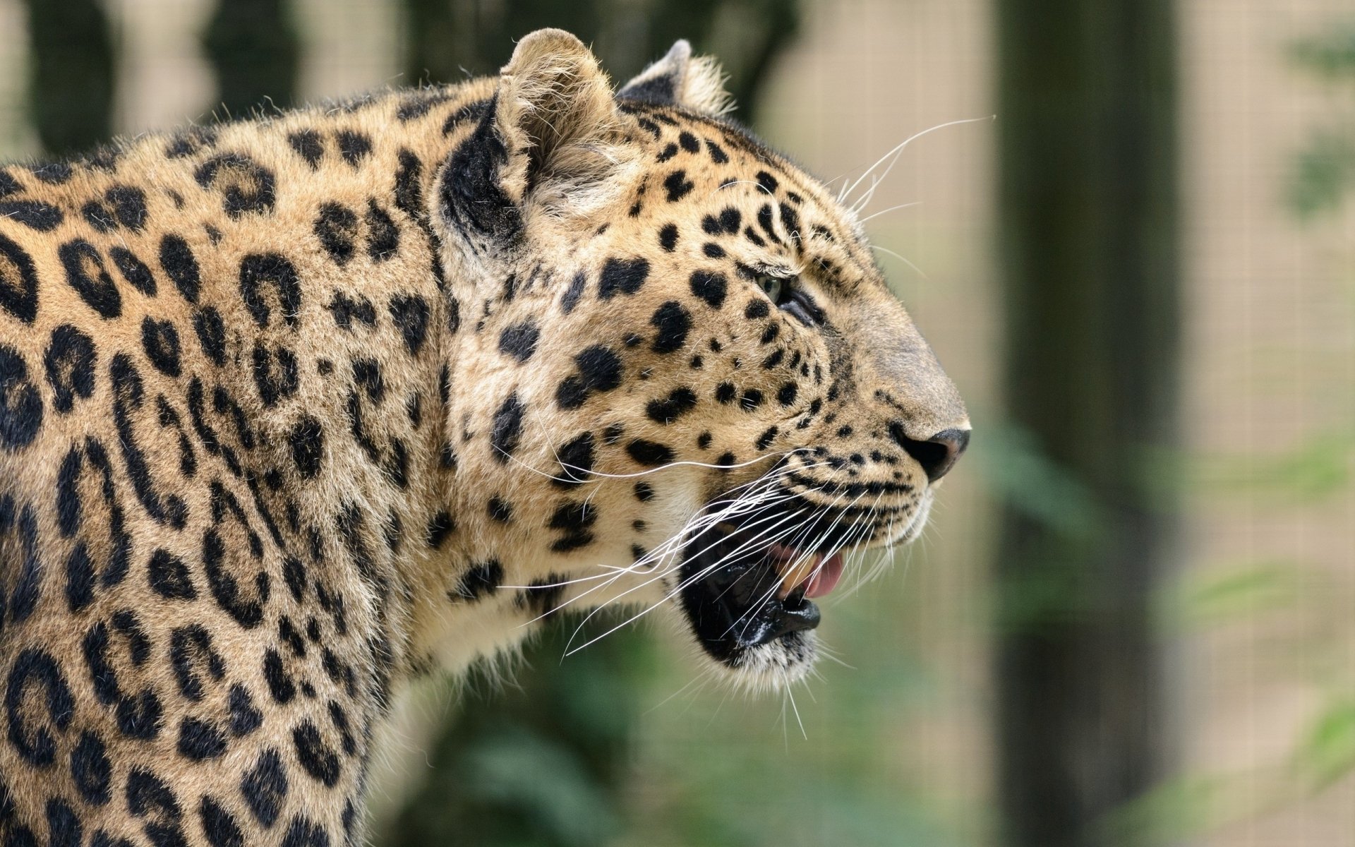 Download Animal Jaguar HD Wallpaper