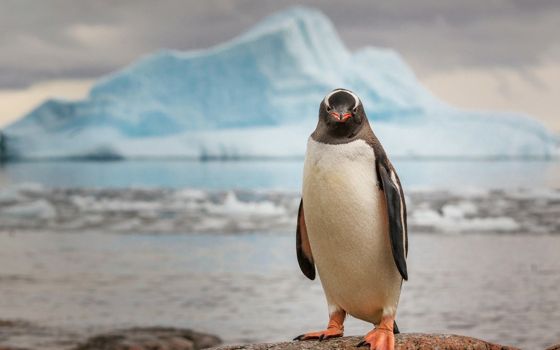 Download Animal Penguin HD Wallpaper