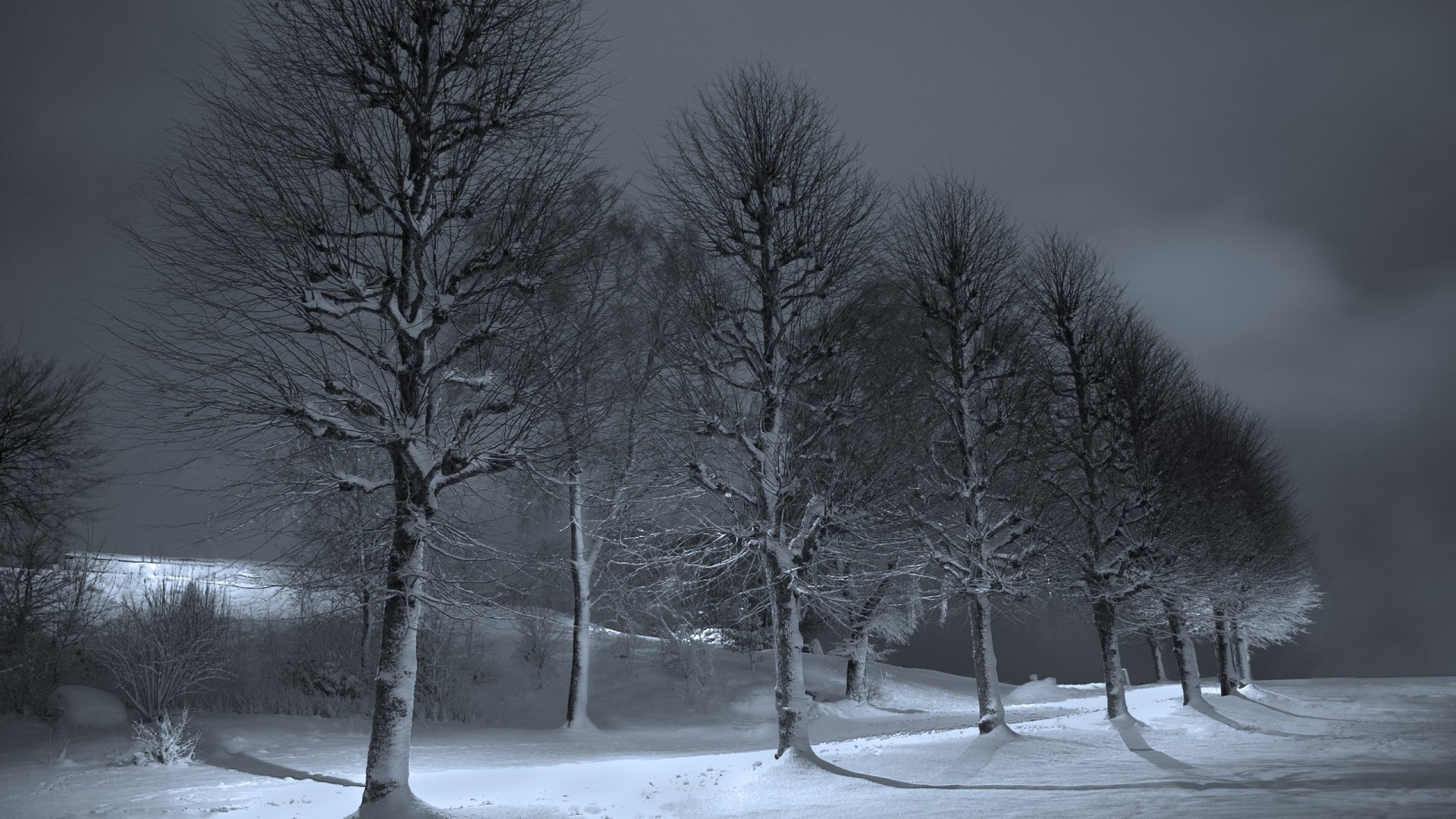 Silent Winter Trees: HD Nature Wallpaper