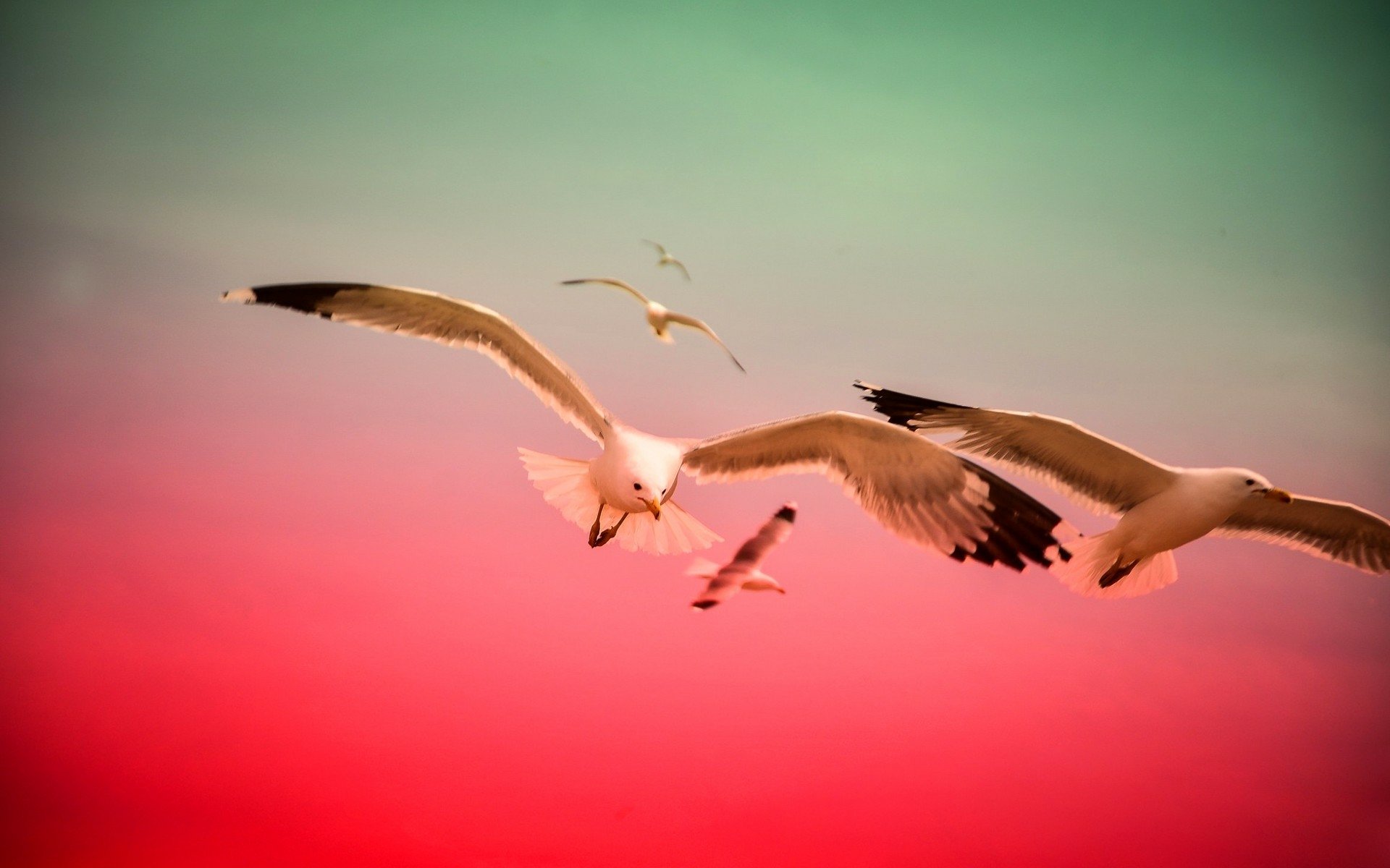 Download Animal Seagull HD Wallpaper | 1920x1200 | Wallpaper Abyss