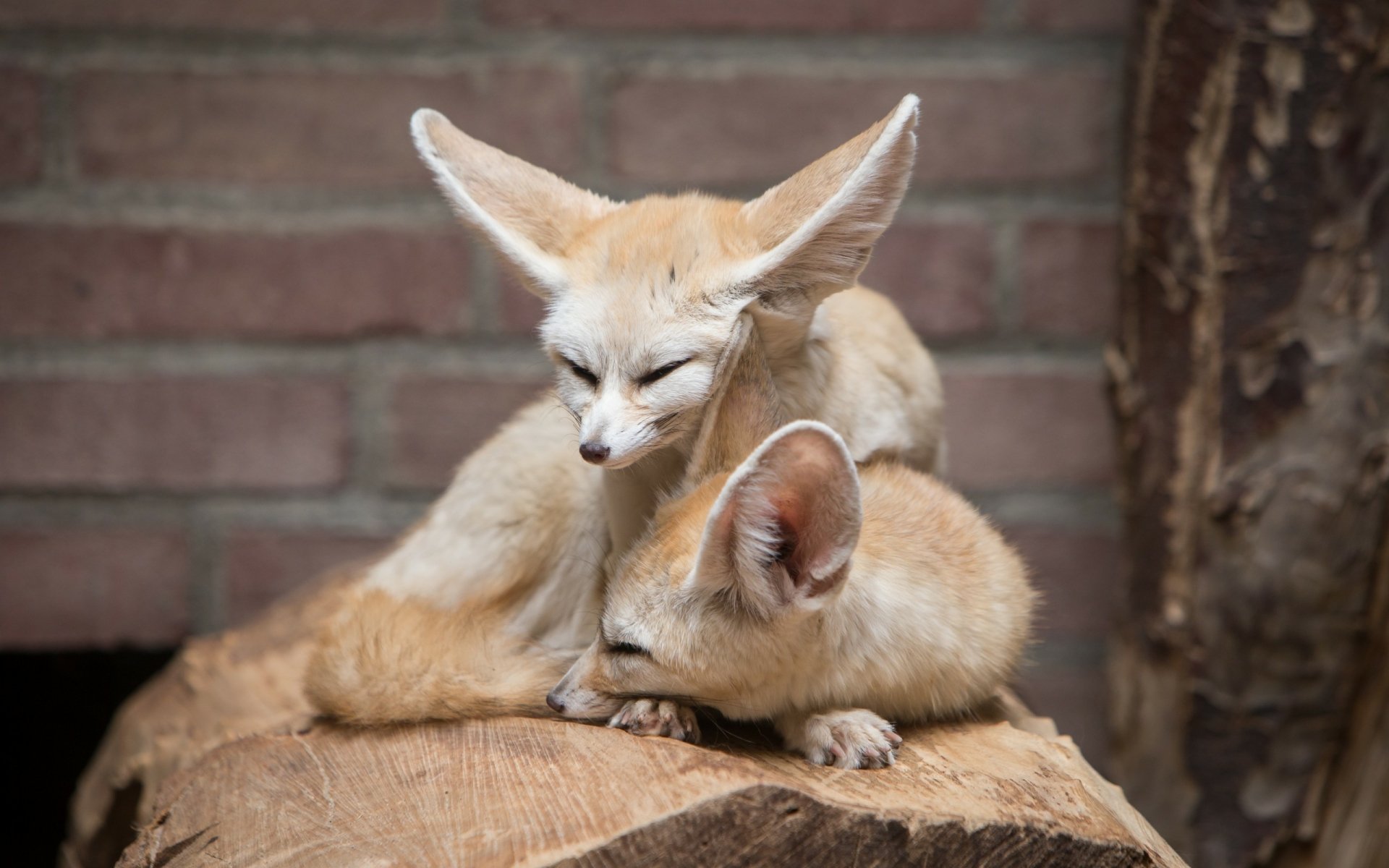 Fennec Fox: Beautiful HD Wallpaper of Adorable Creatures