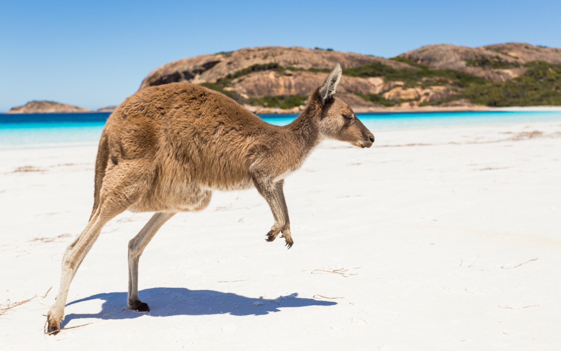Majestic Kangaroo on Pristine Beach | HD Animal Wallpaper