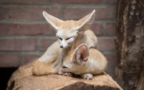 Fennec Fox 4K Ultra HD Wallpaper