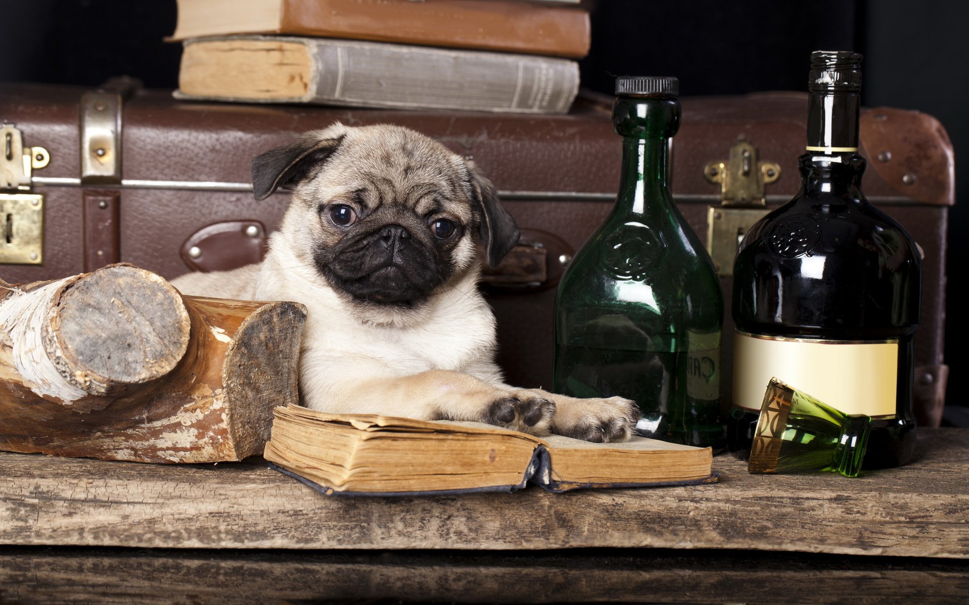 Cozy Pug HD Wallpaper: A Charming Canine Companion