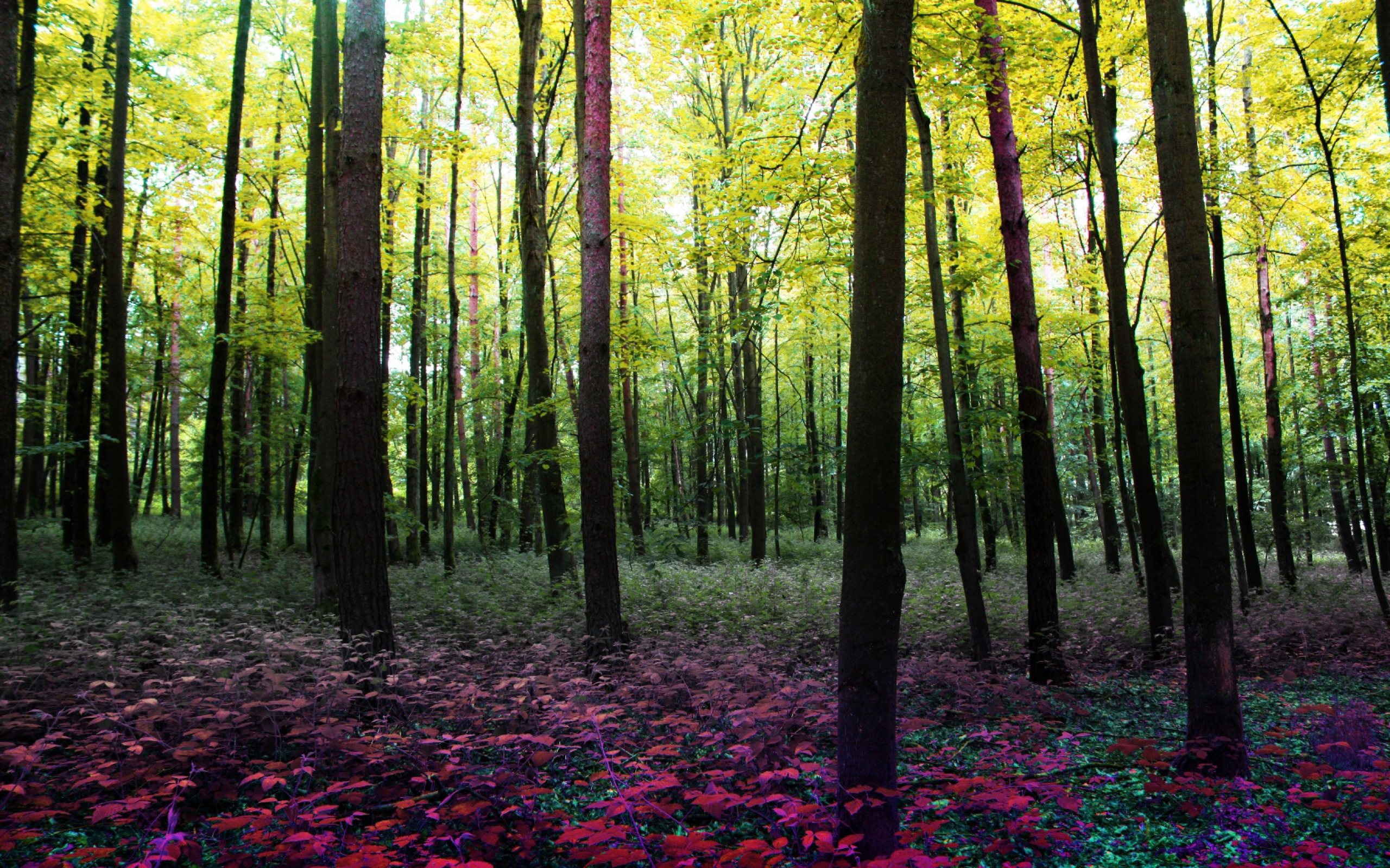 Download Nature Forest HD Wallpaper