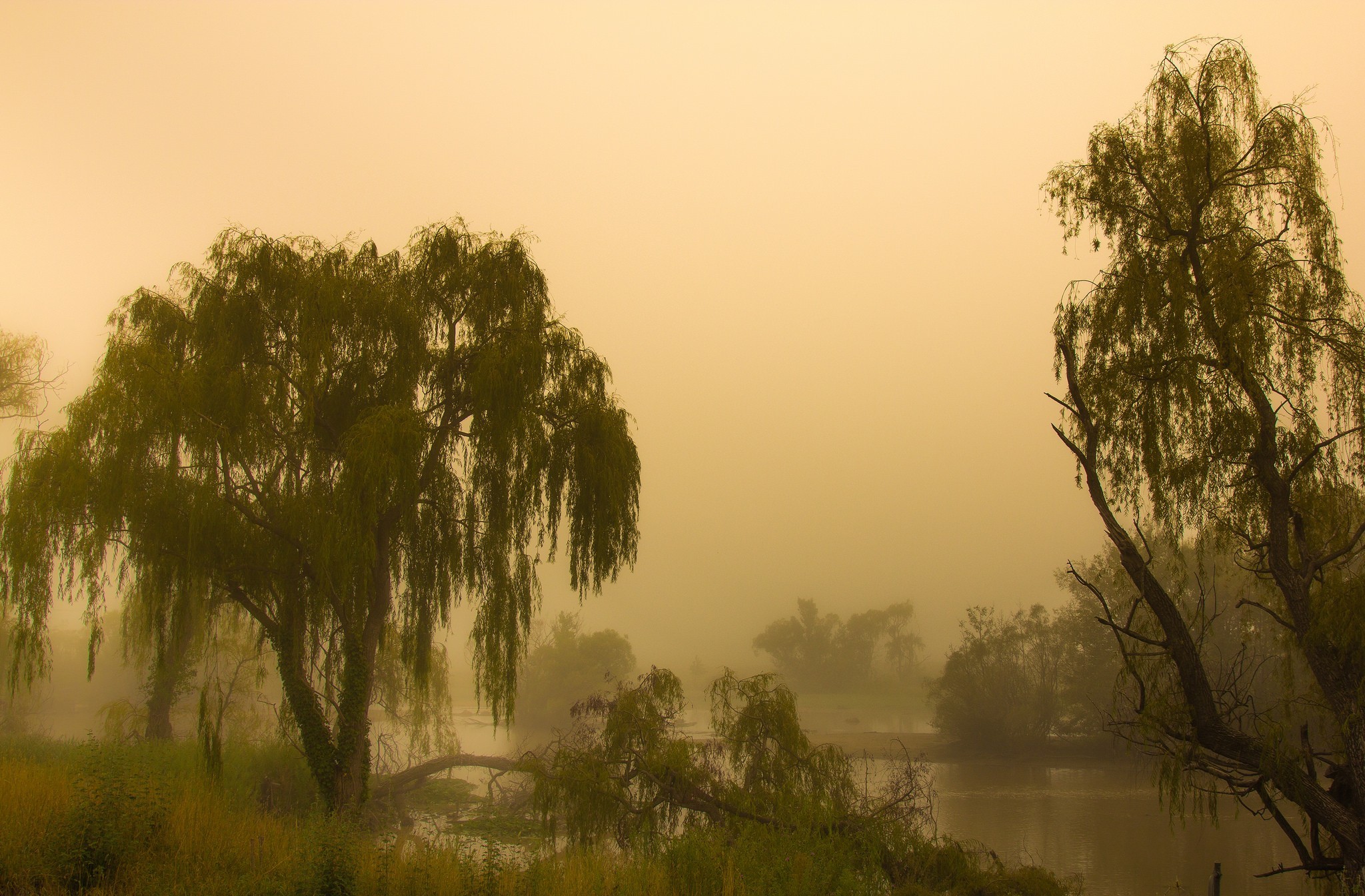 Download Tree River Nature Fog HD Wallpaper