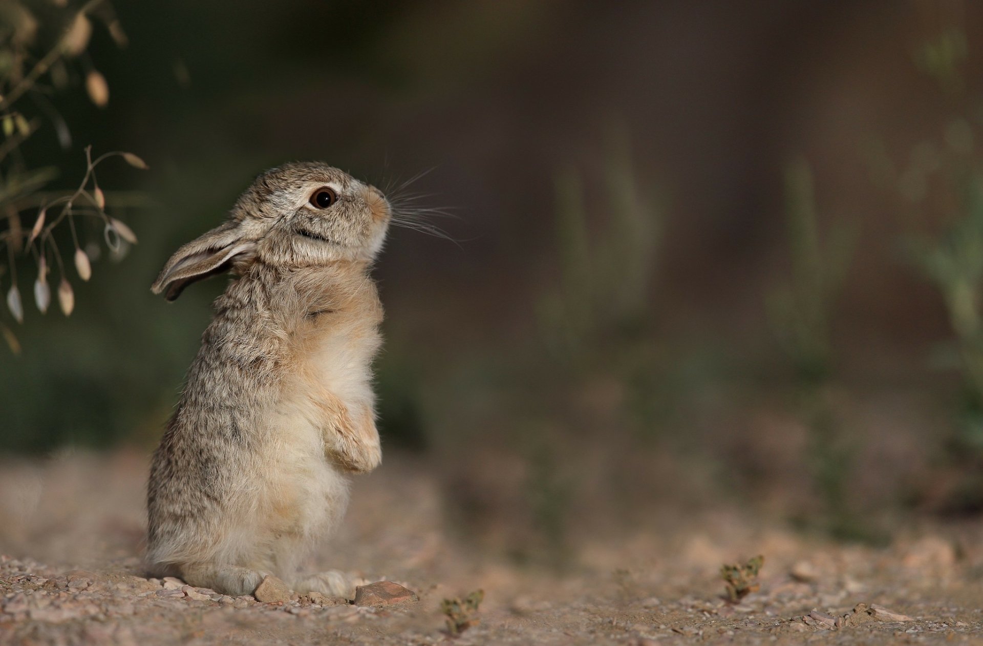 Download Animal Hare HD Wallpaper