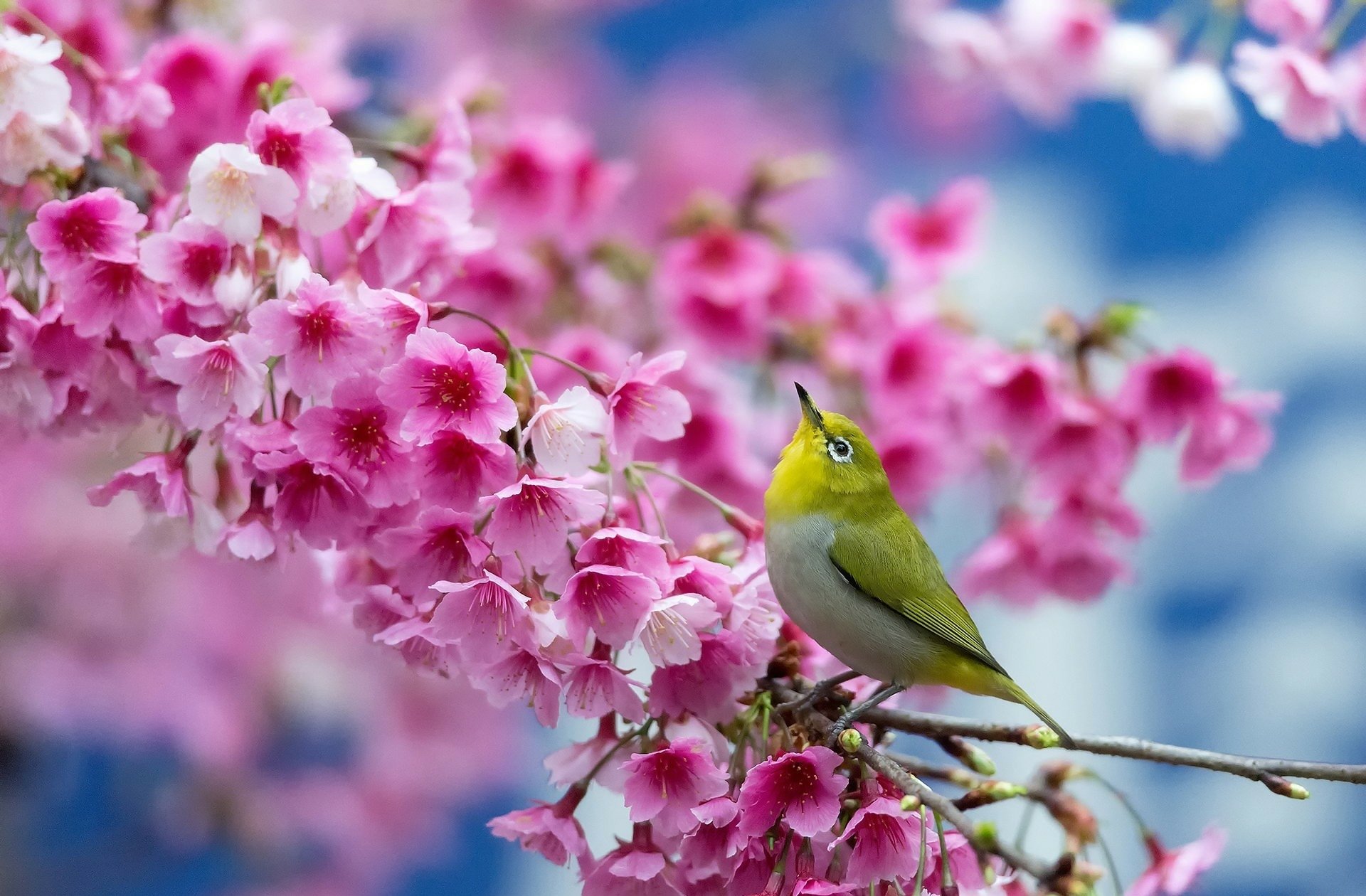 Download Sakura Animal Bird HD Wallpaper