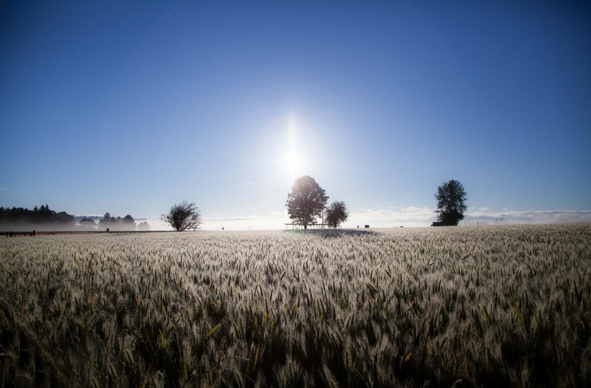 Download Sun Nature Field HD Wallpaper