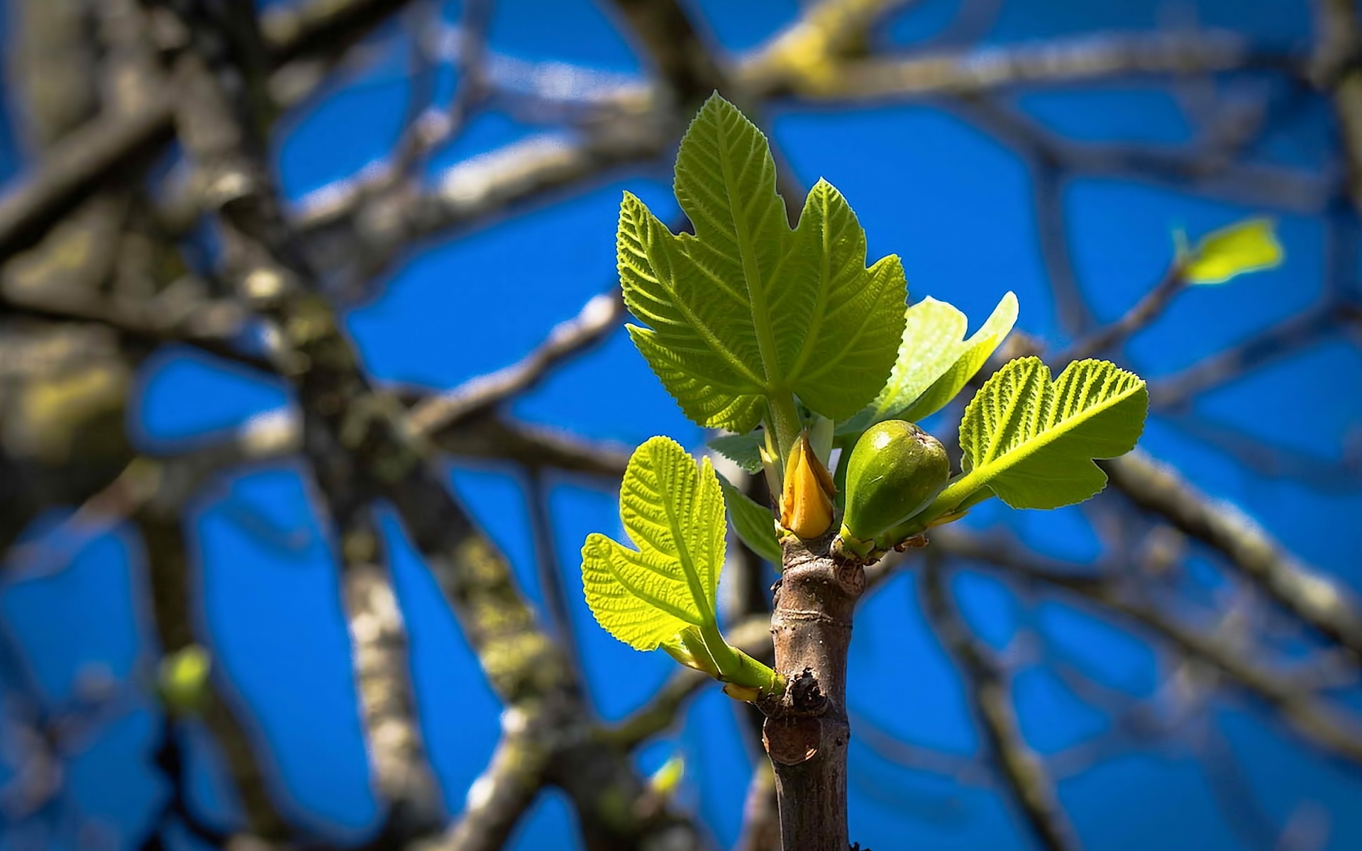 Download Nature Branch HD Wallpaper