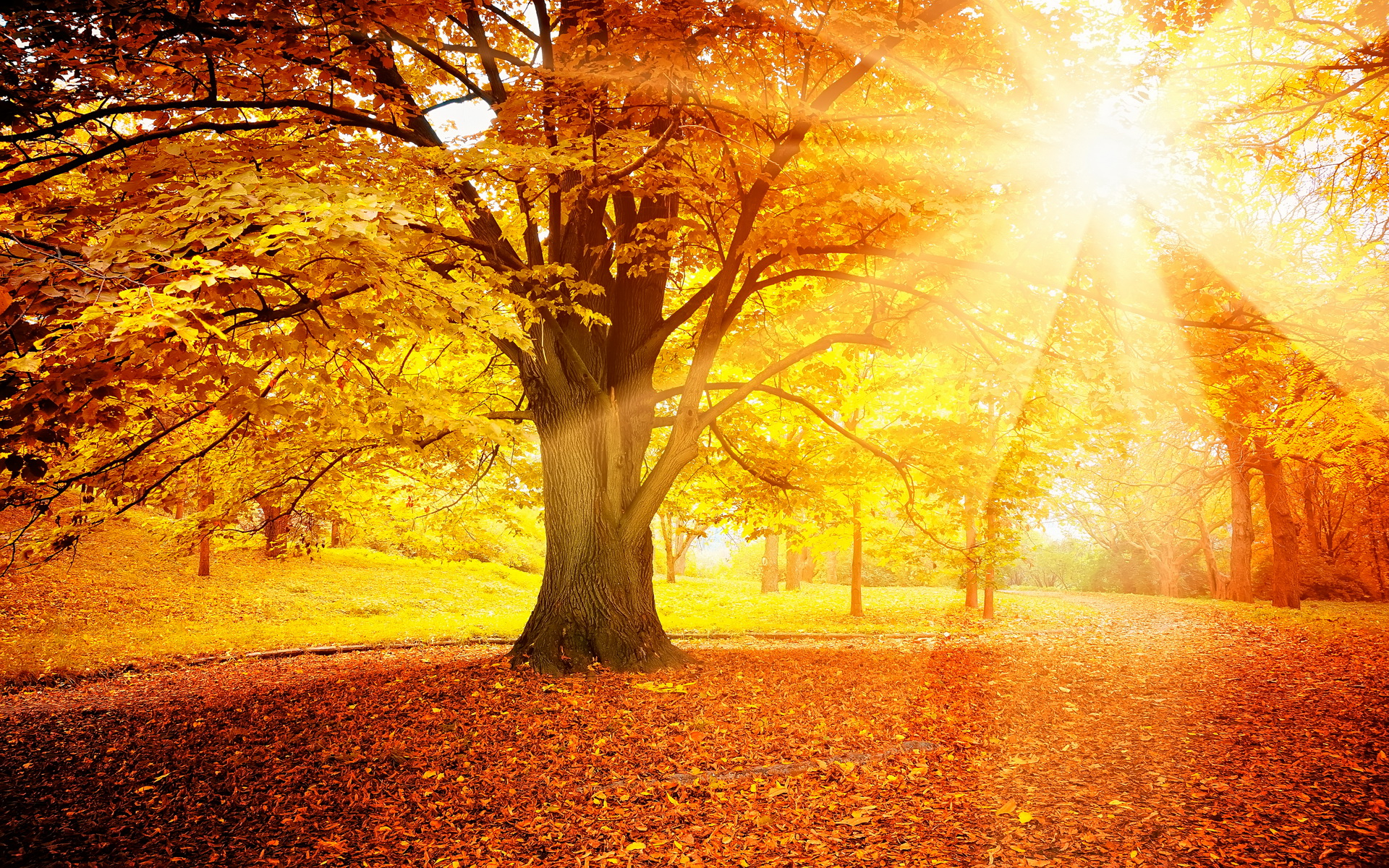 Autunno HD Wallpaper | Sfondo | 1920x1200 | ID:543682 - Wallpaper Abyss