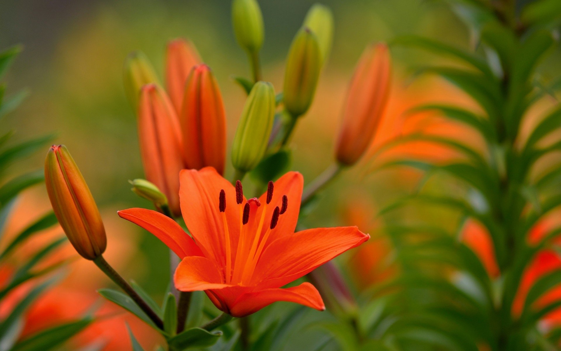 Download Flower Nature Lily HD Wallpaper | 1920x1200 | Wallpaper Abyss