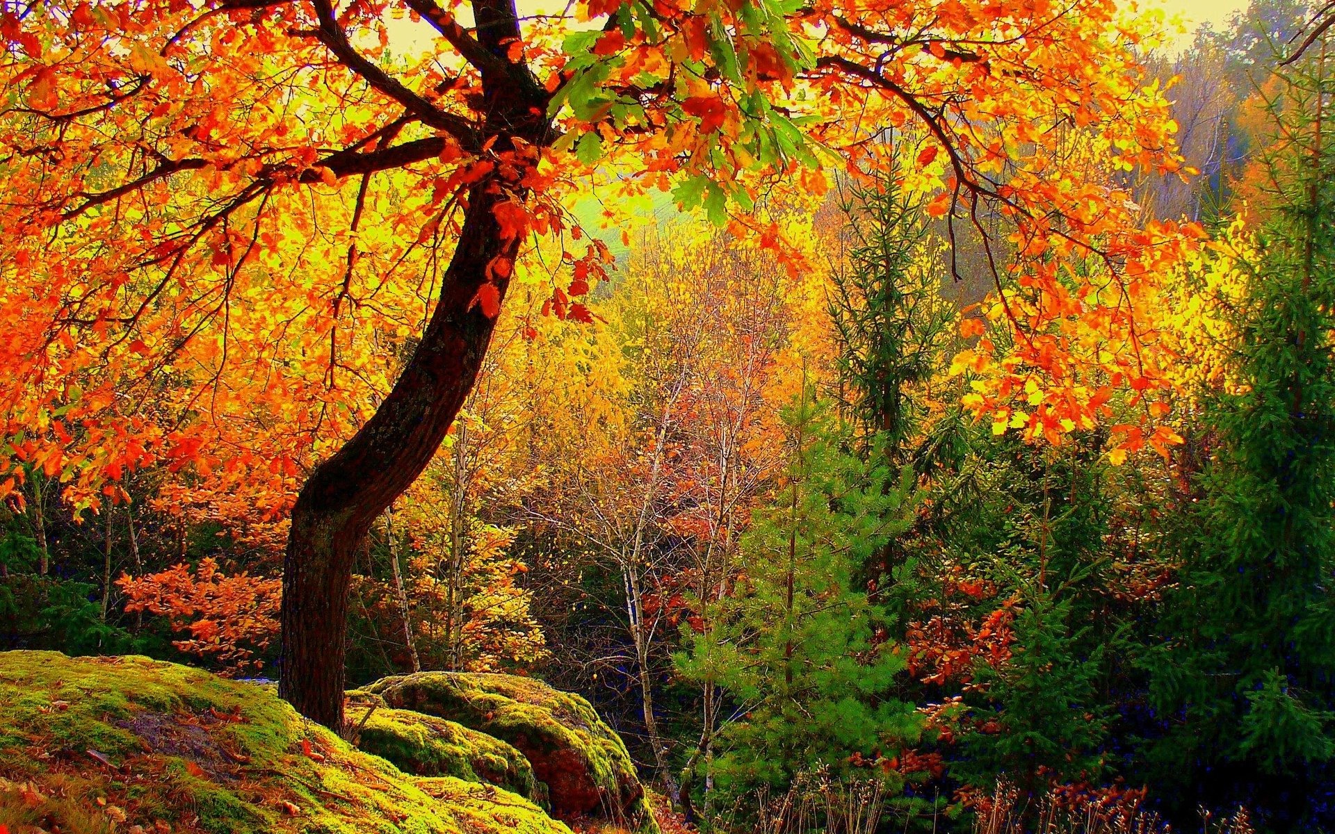 Nature Fall HD Wallpaper
