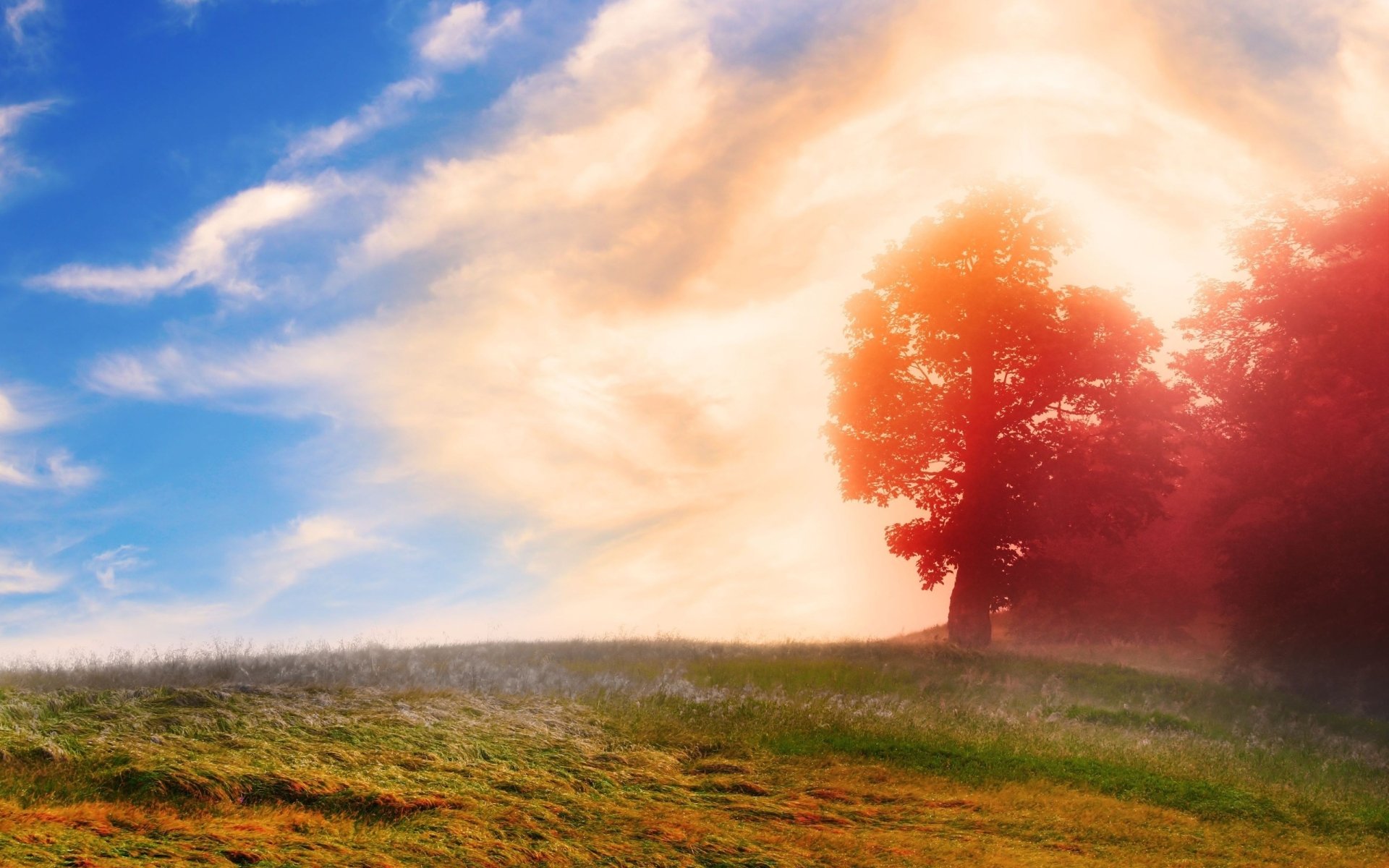 Download Nature Tree HD Wallpaper