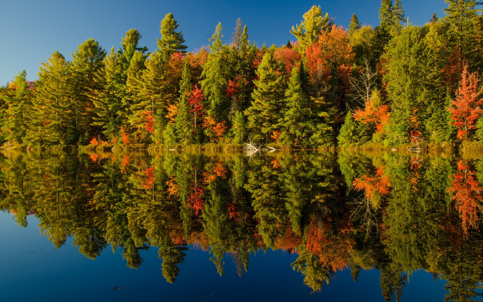 Download Nature Reflection HD Wallpaper