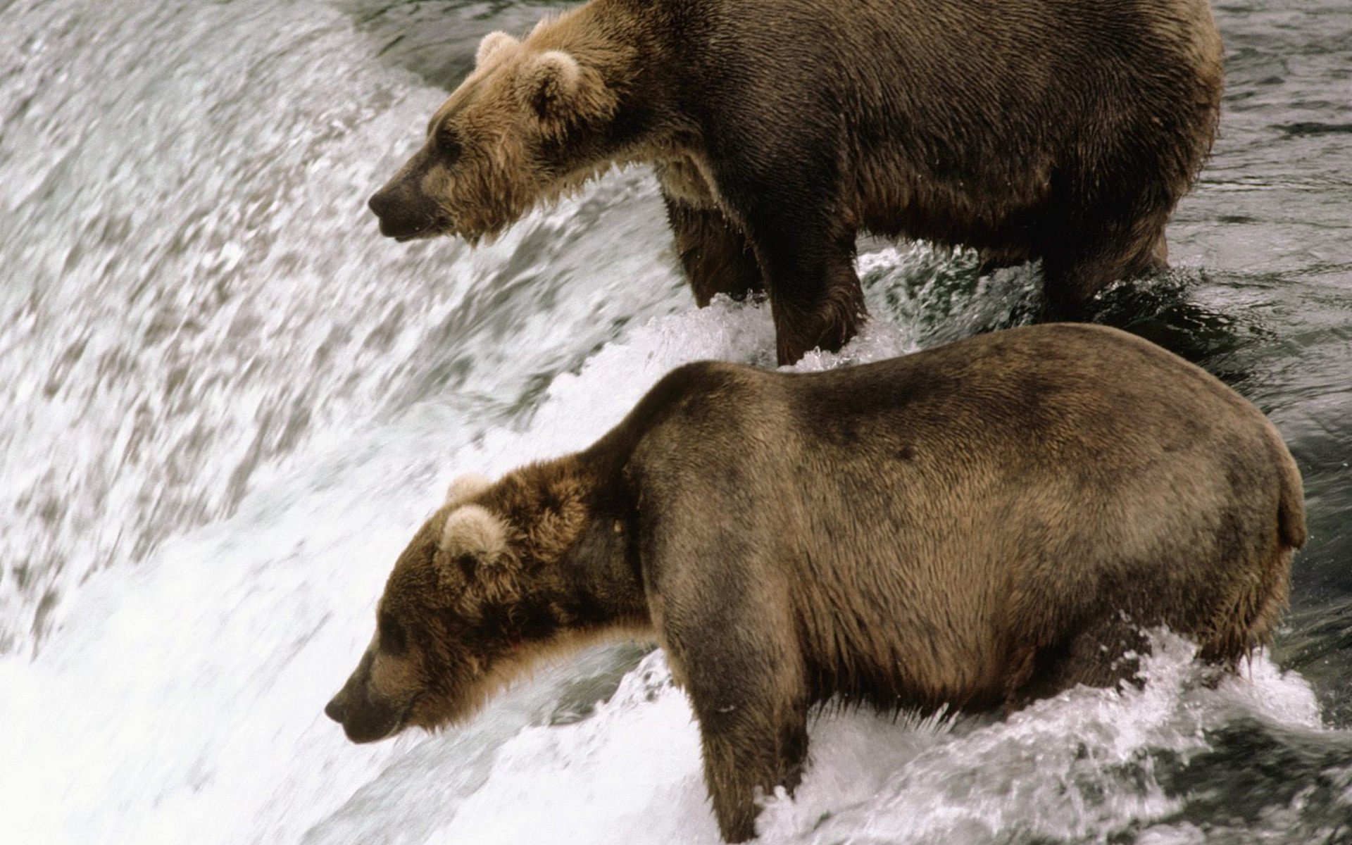 Download Animal Bear HD Wallpaper | 1920x1200 | Wallpaper Abyss