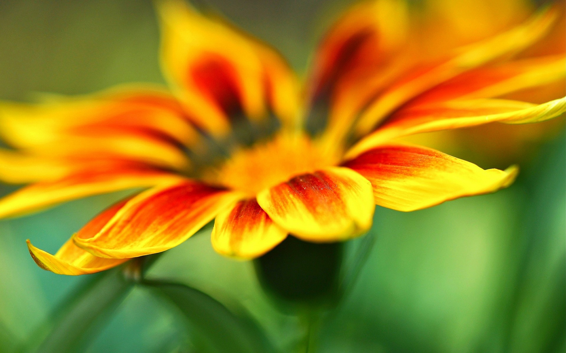 Download Nature Flower HD Wallpaper