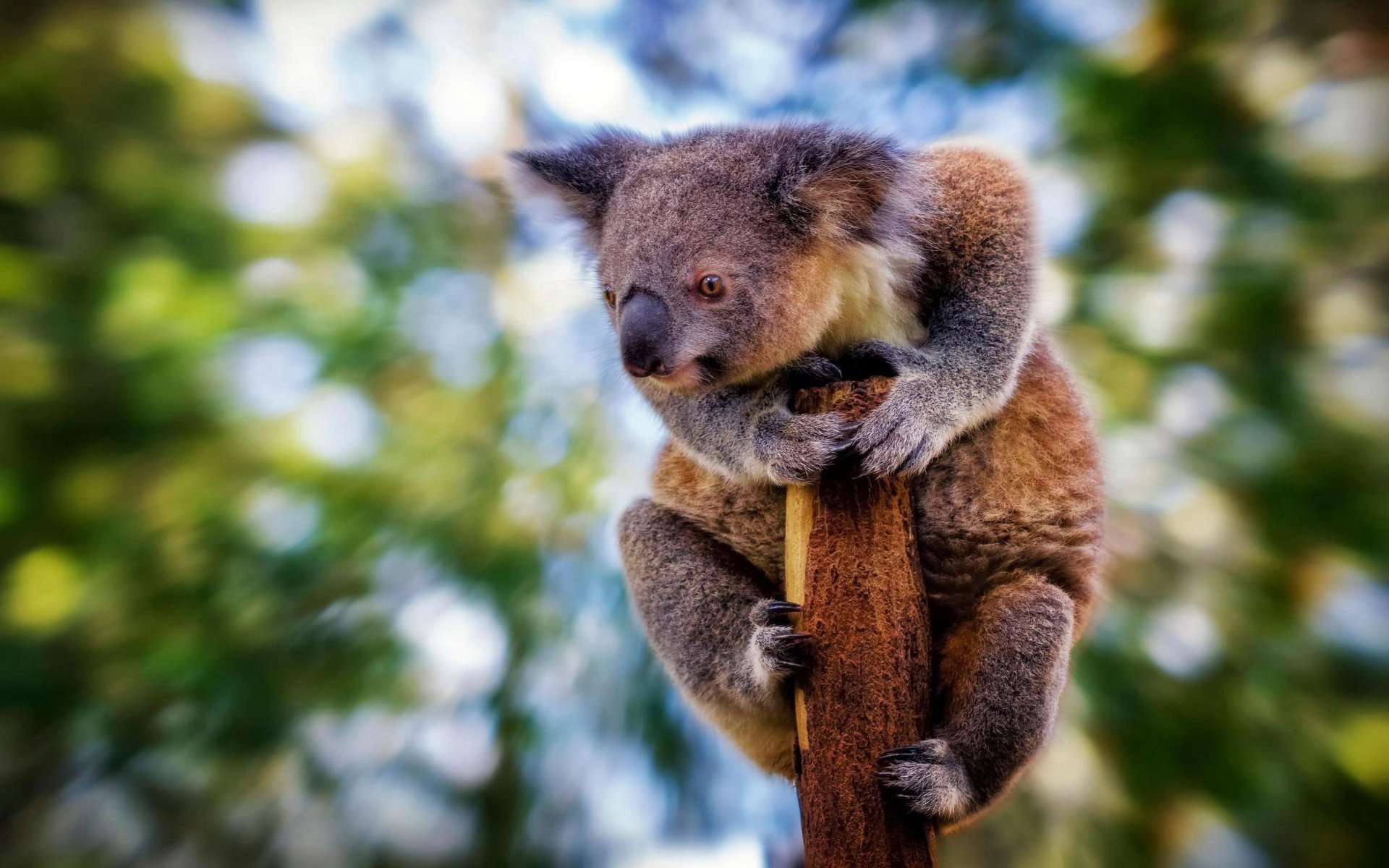 Koala HD Wallpaper | Background Image | 1920x1200 | ID:545329 ...
