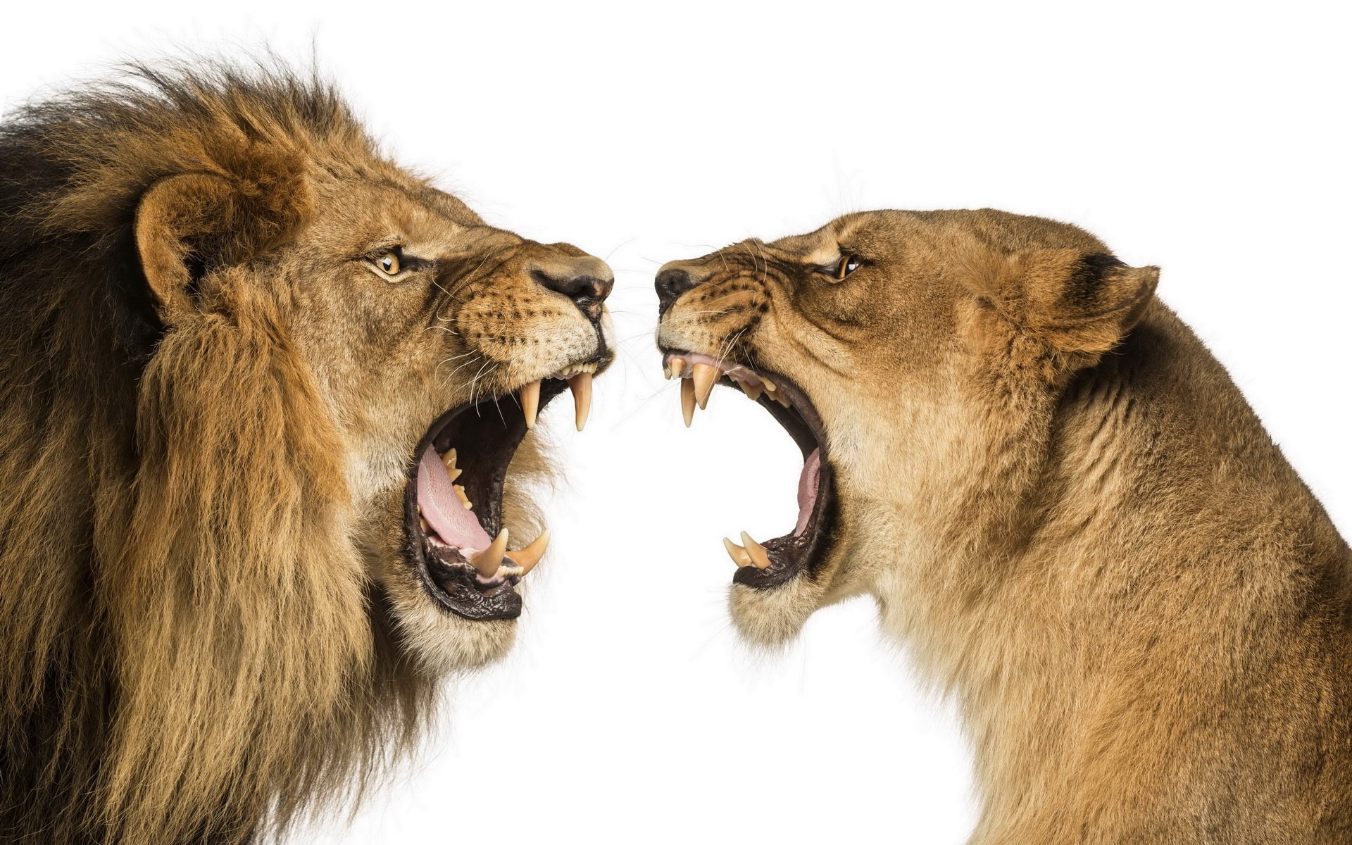Majestic Lion Face-Off HD Wallpaper: Wild Animal Roar Showdown ...