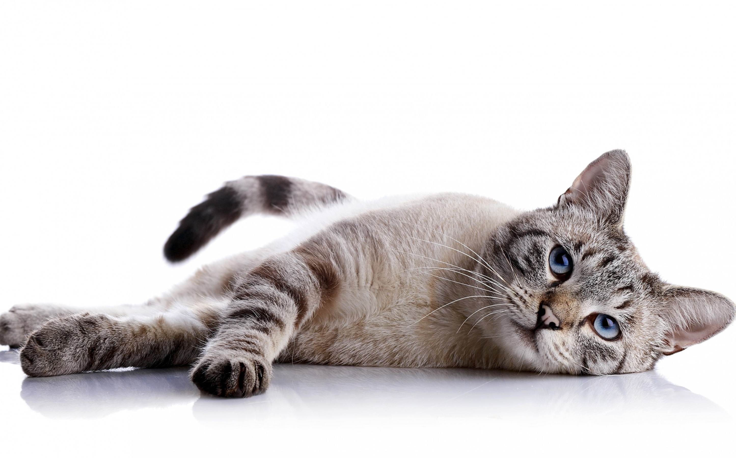 Download Animal Cat HD Wallpaper