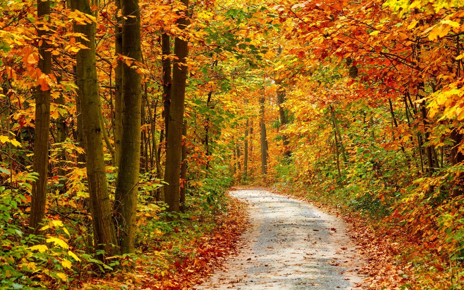 Fall Splendor: HD Nature Pathway in Autumn Glory