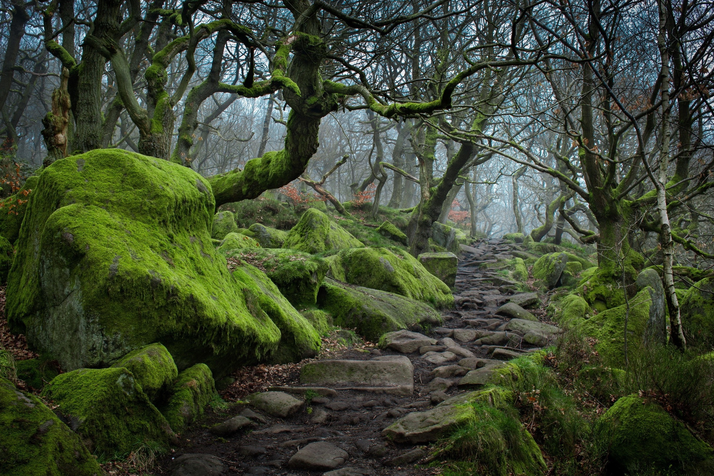 Moss-Covered Stone Path Through Enchanted Forest