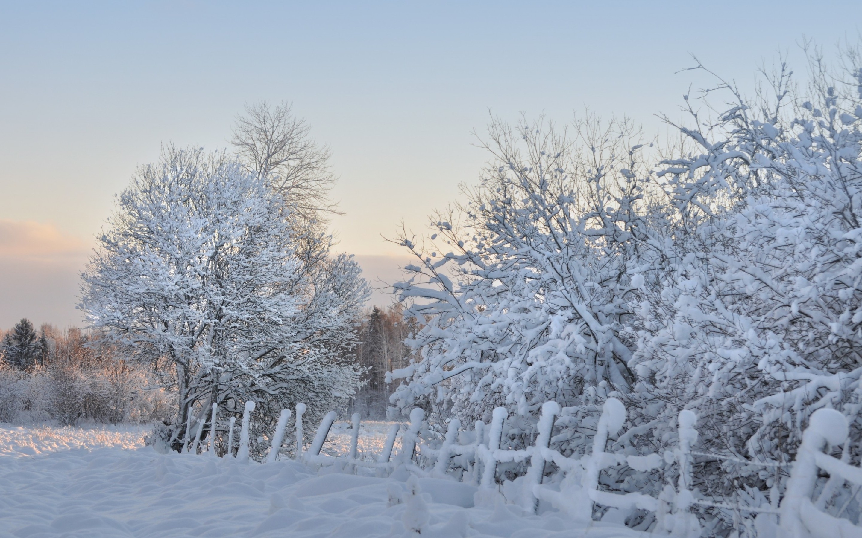 Download Frost Fence Tree Snow Nature Winter HD Wallpaper