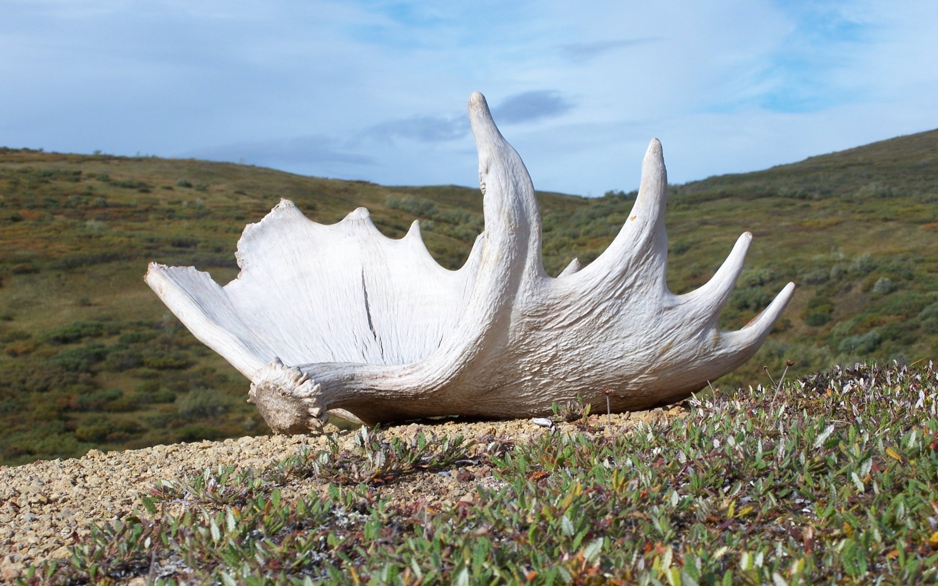 Download Photography Antler HD Wallpaper