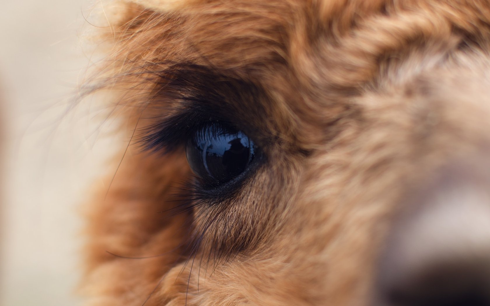 Animals Without Eyes Wallpapers