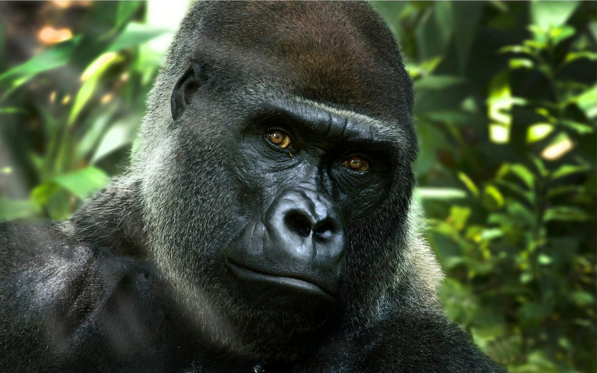 Majestic Gorilla Portrait – Stunning HD Animal Wallpaper