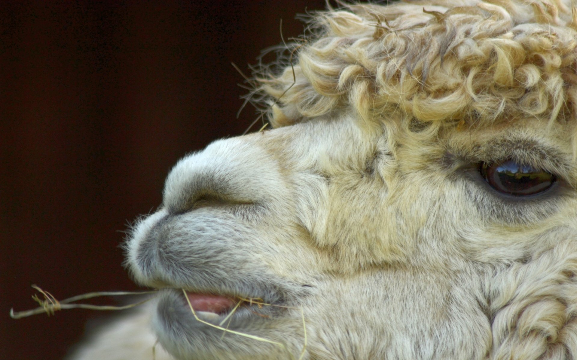 Download Animal Alpaca HD Wallpaper