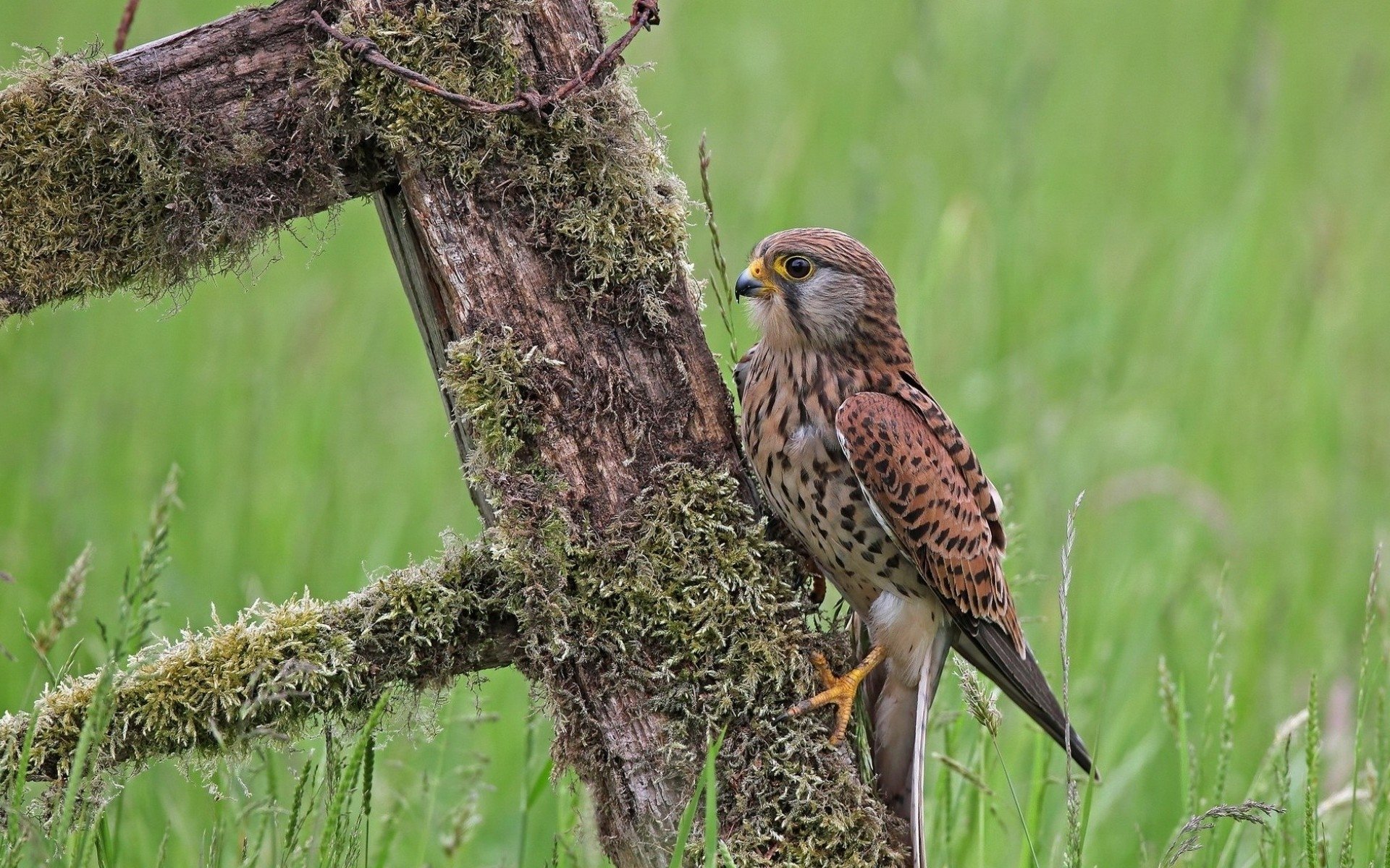Download Fence Hawk Animal Falcon HD Wallpaper