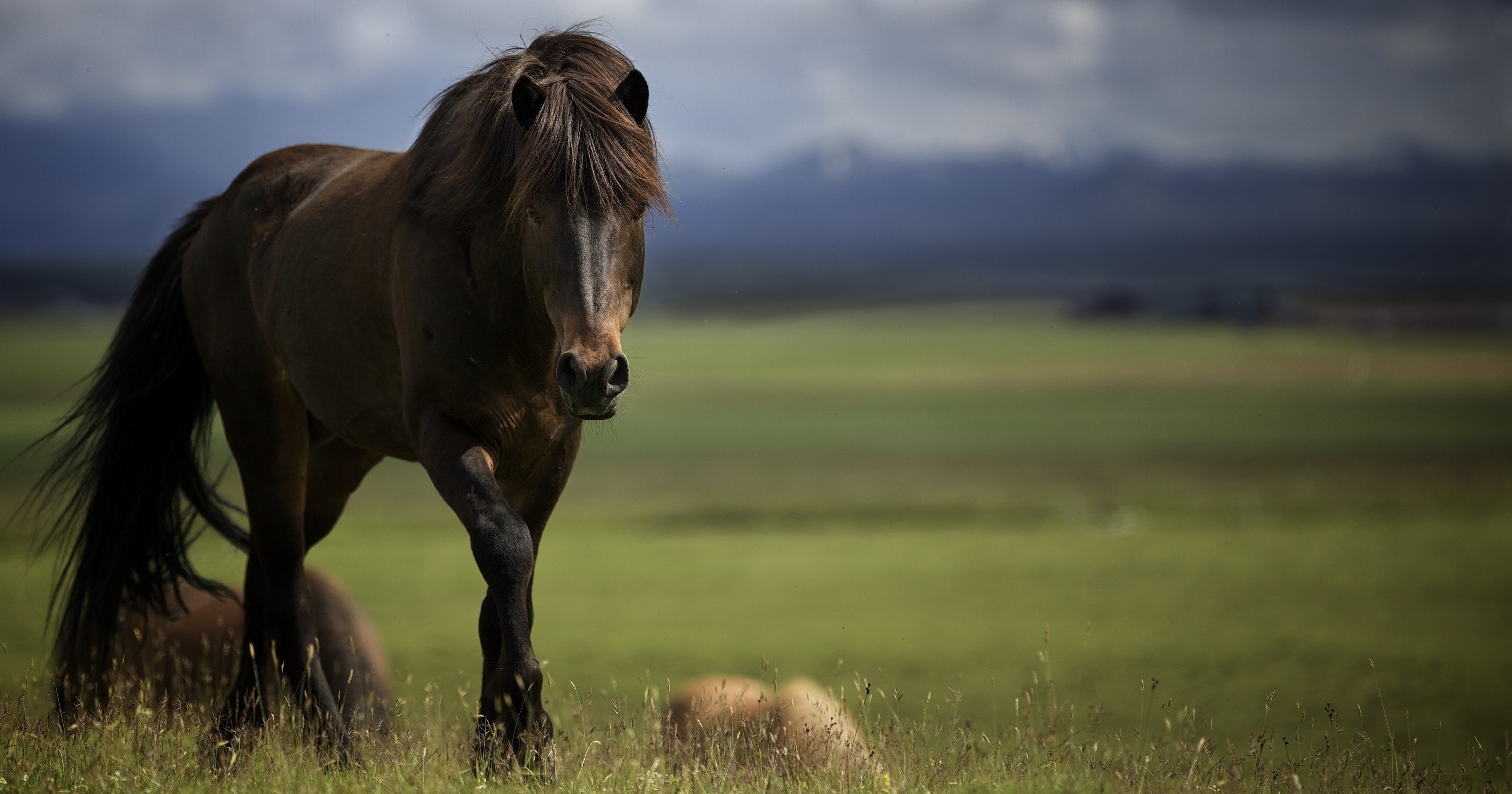 Download Animal Horse HD Wallpaper