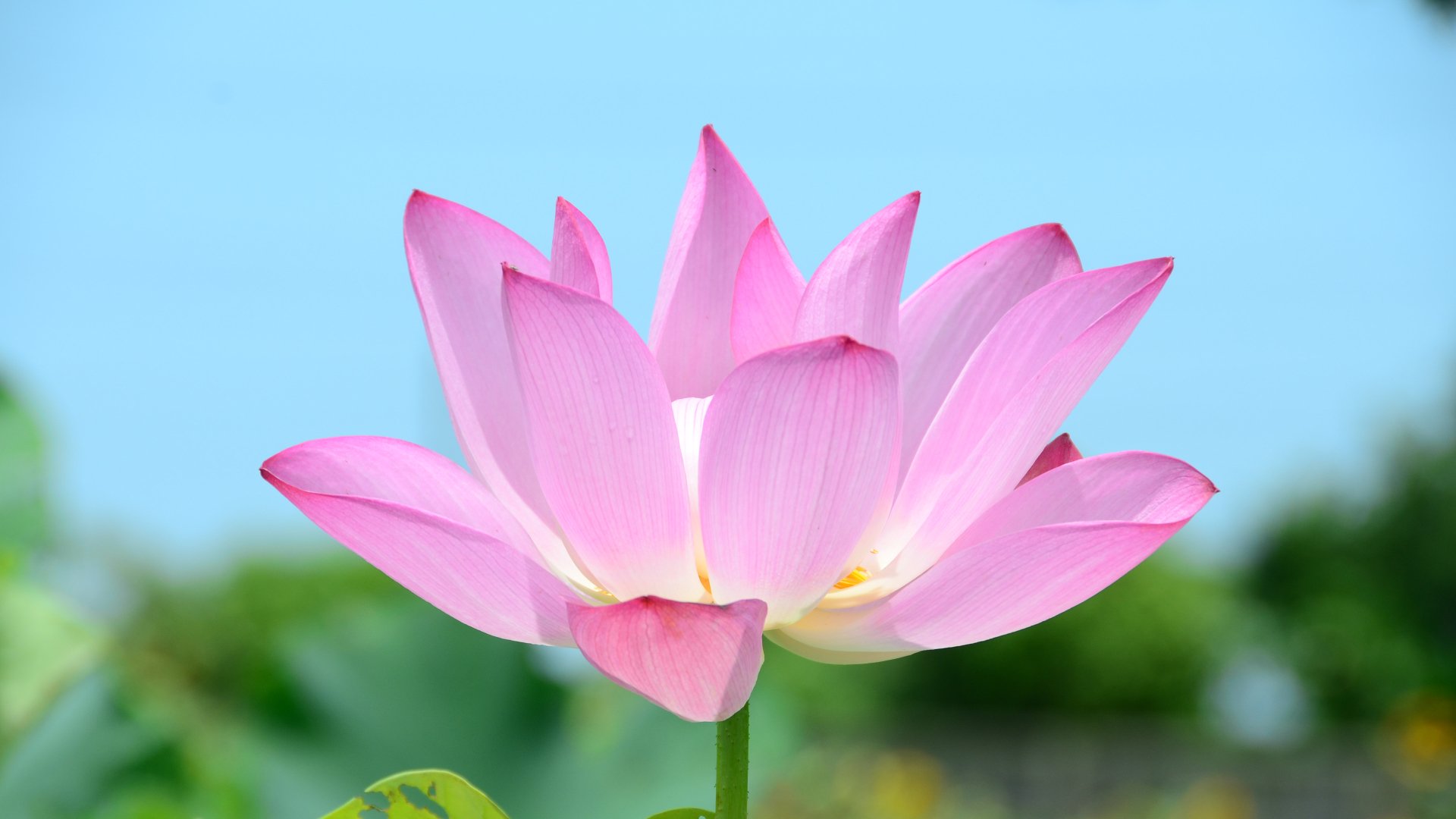 Download Nature Lotus 4k Ultra HD Wallpaper