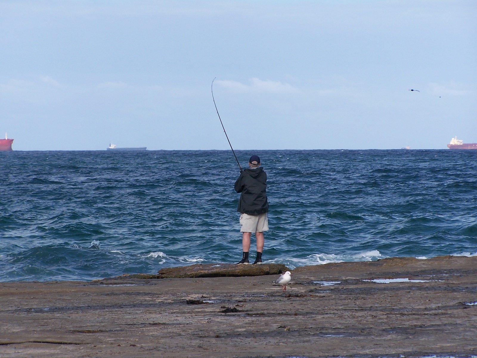 Coastal Catch: Fisherman & Seagull on the Open Sea