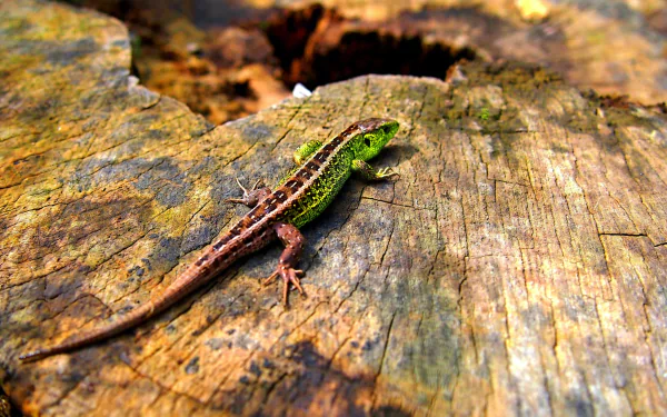 [110+] Lizard 4k Wallpapers