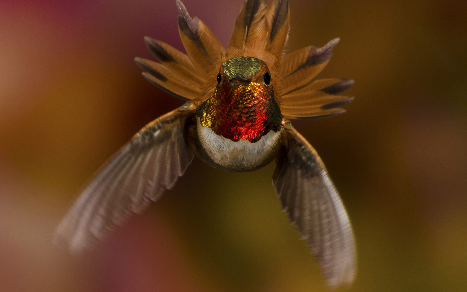 Download Bird Animal Hummingbird HD Wallpaper
