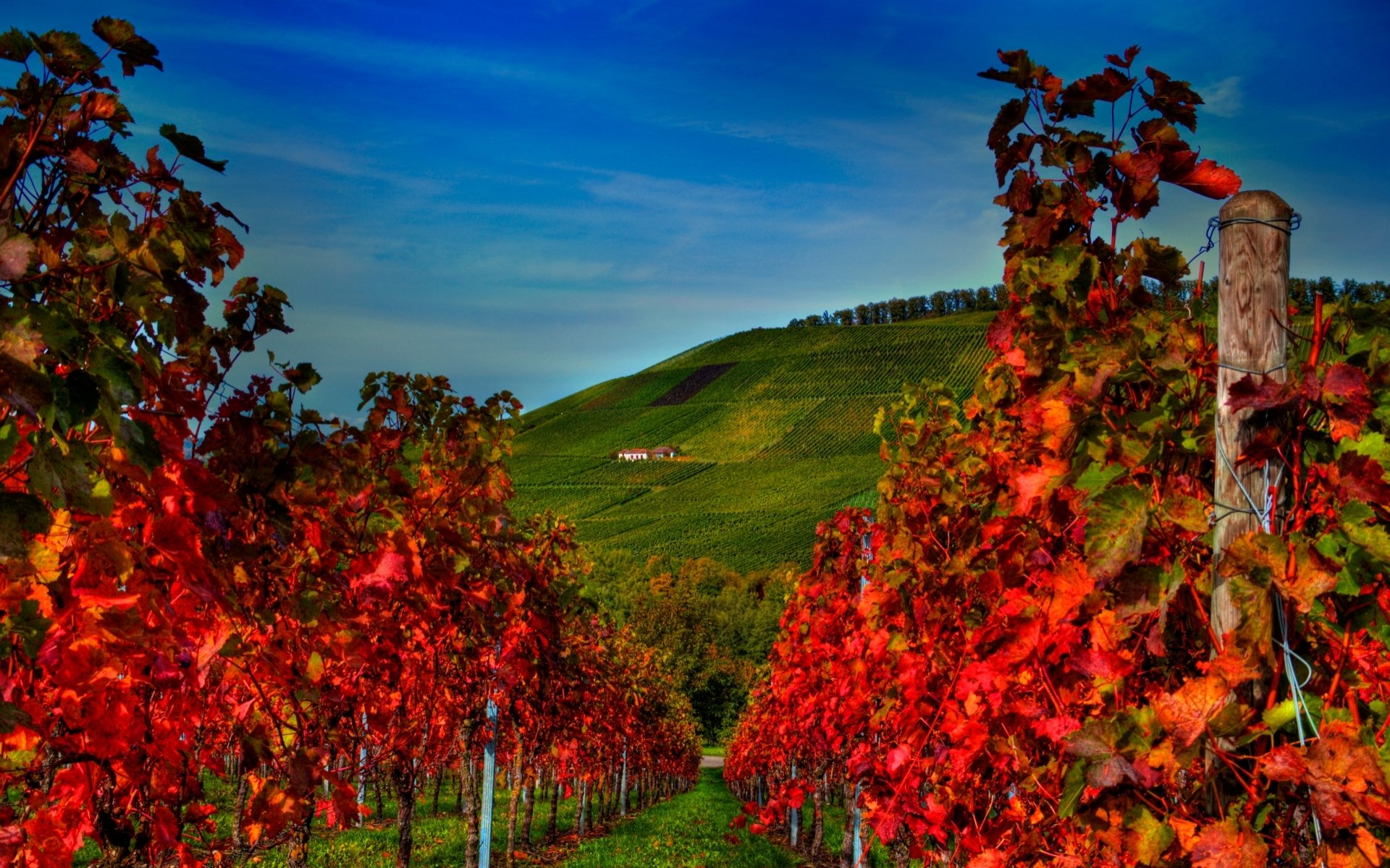 Vineyard Hd Wallpapers Page