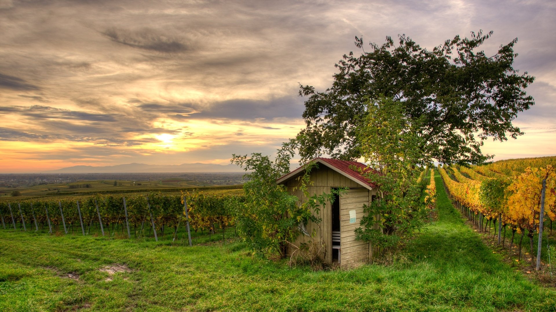 Vineyard Hd Wallpapers Page