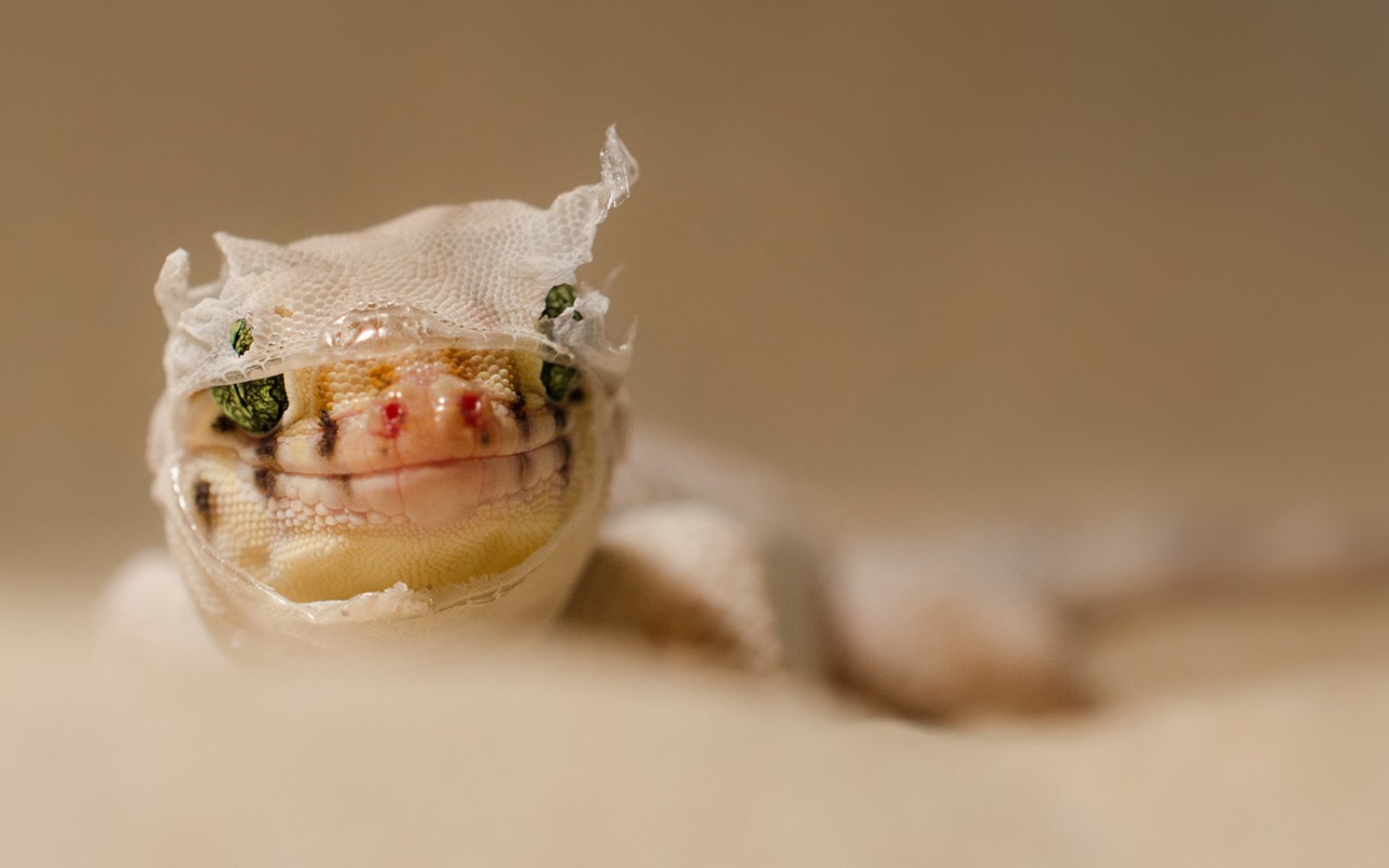 Download Snake Animal Gecko HD Wallpaper