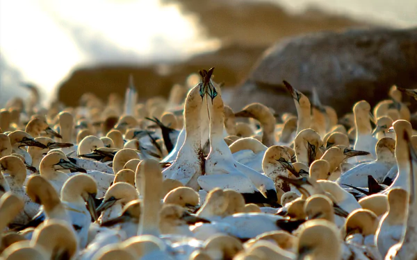 Download Bird Animal Northern Gannet HD Wallpaper