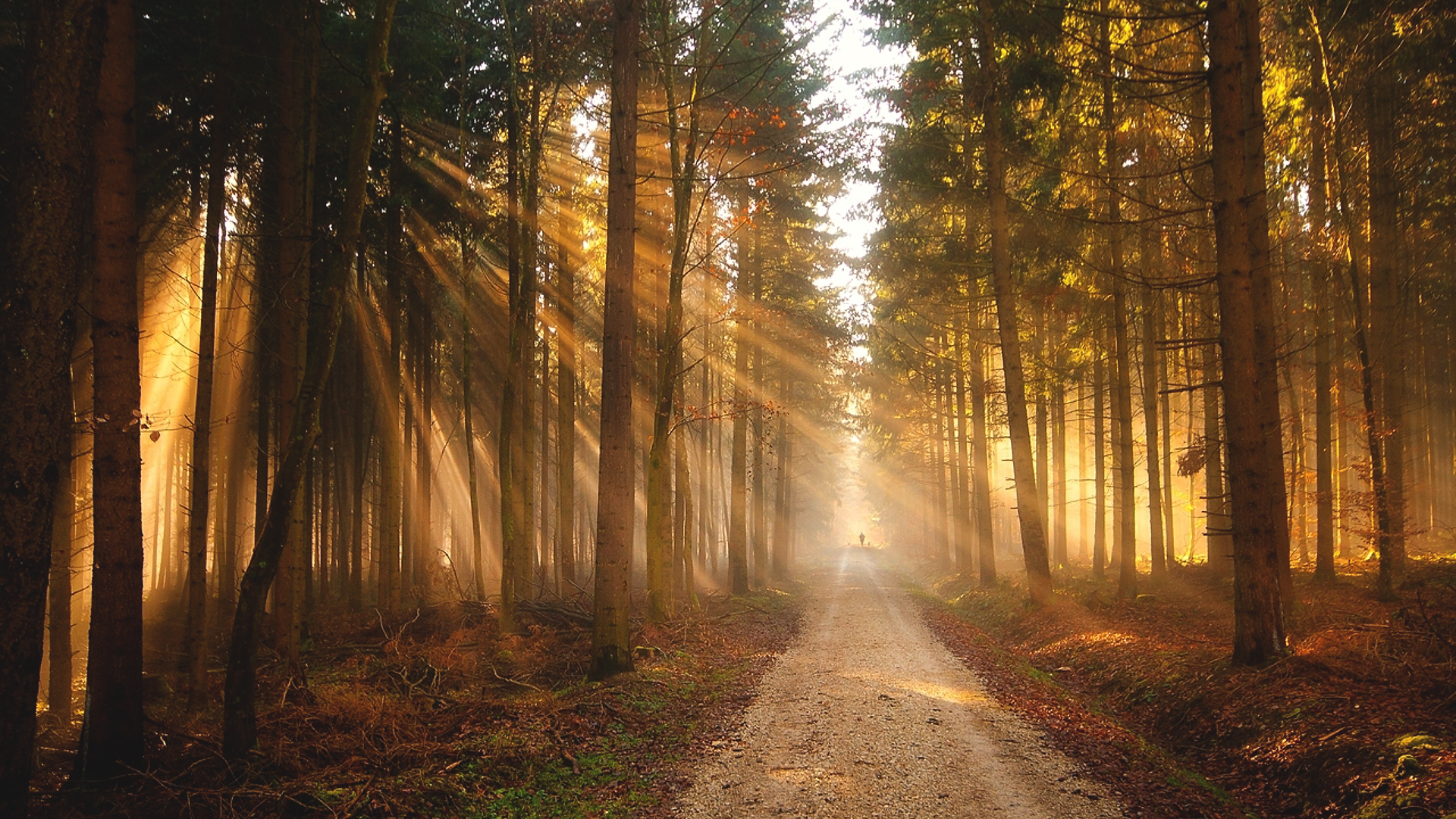 Sunlit Man-Made Path Through Enchanted Forest