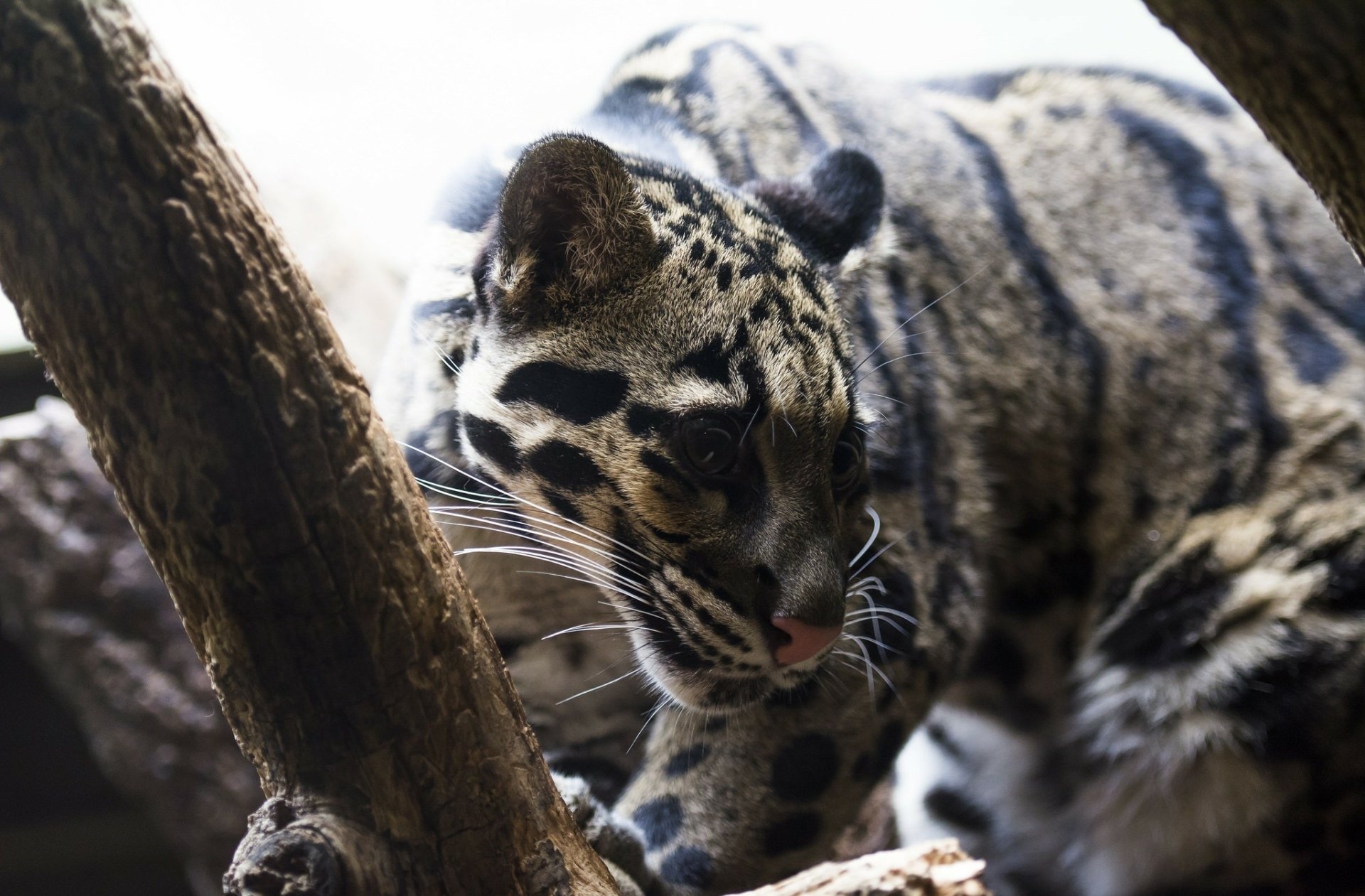 Download Animal Clouded Leopard HD Wallpaper