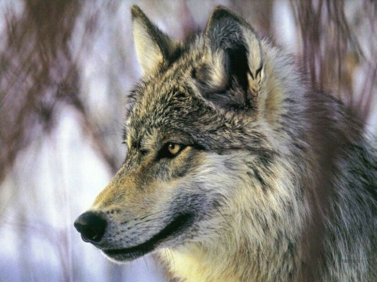 Download Animal Wolf Wallpaper